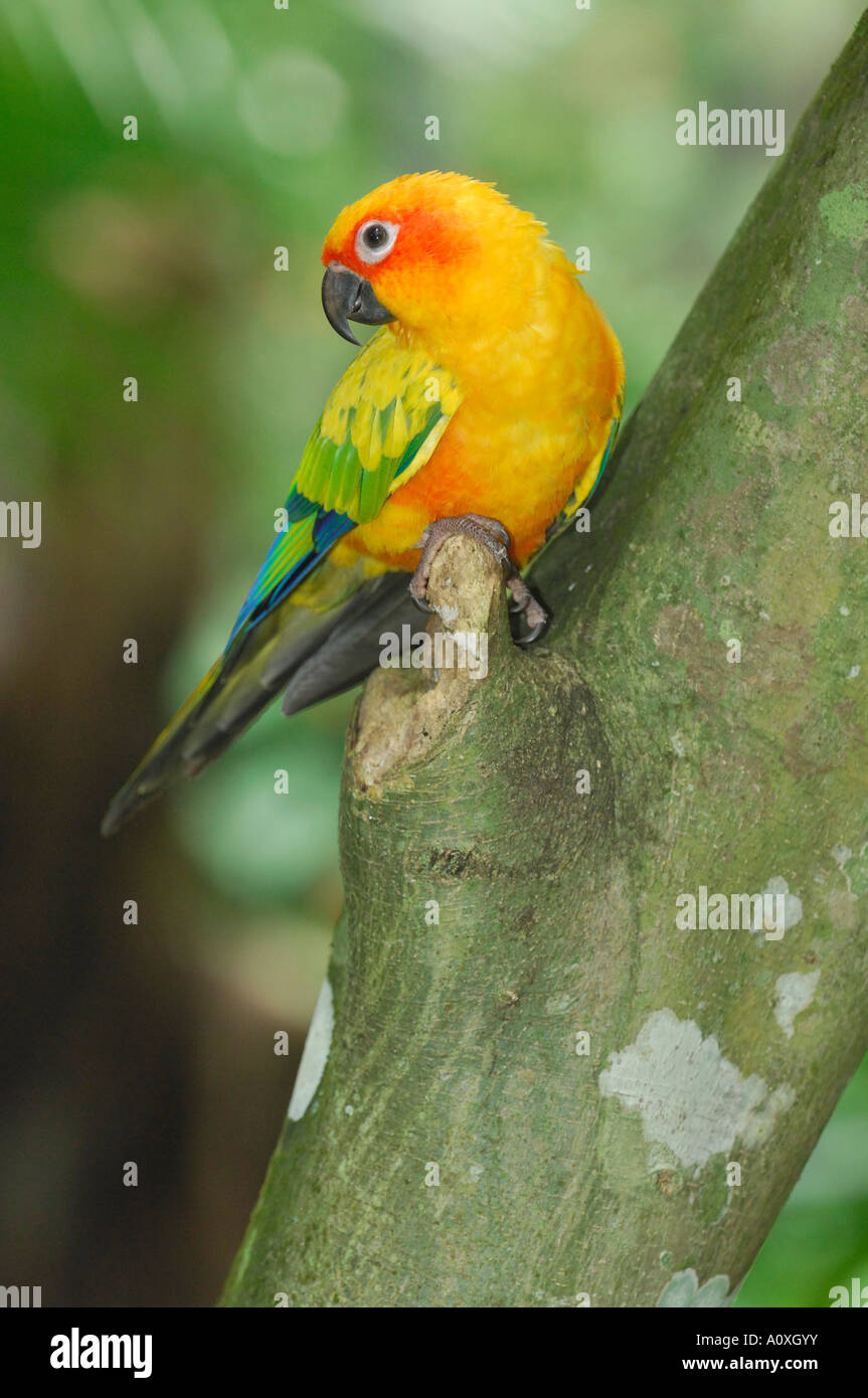 Sun Parakeet (Aratinga solstitialis), Guyana, Southeast Venezuela ...