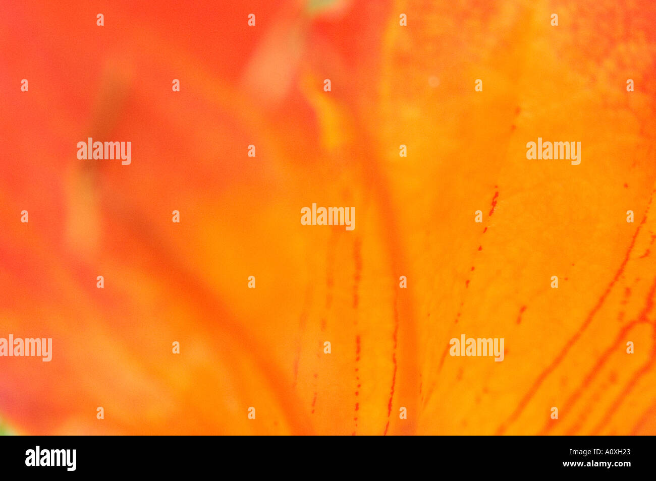 Extreme close up of orange blossom of African Tulip Tree Hotel Hana ...