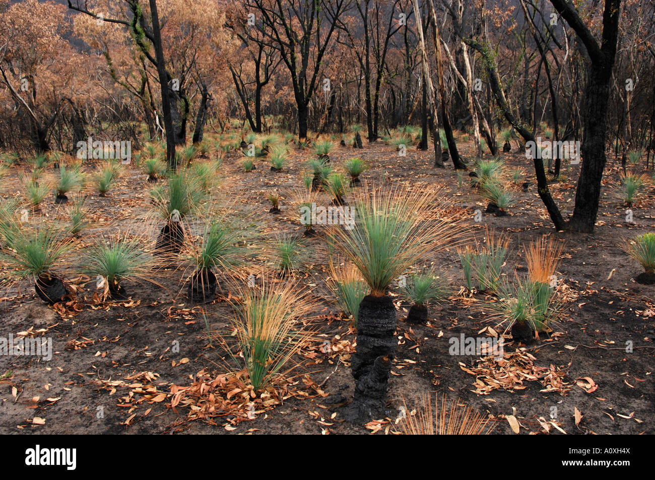 Forest fire grow tree california hi-res stock photography and images ...