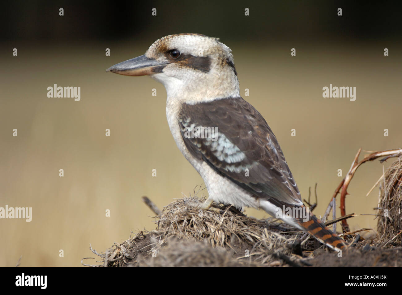 Kookaburra (Dacelo gigas), Australia Stock Photo - Alamy