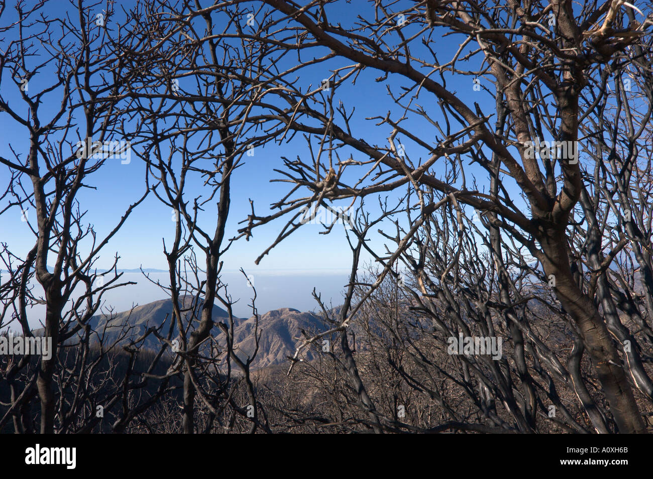 Trees burned by Old Fire Oct 2003 in San Bernardino Mountains ...