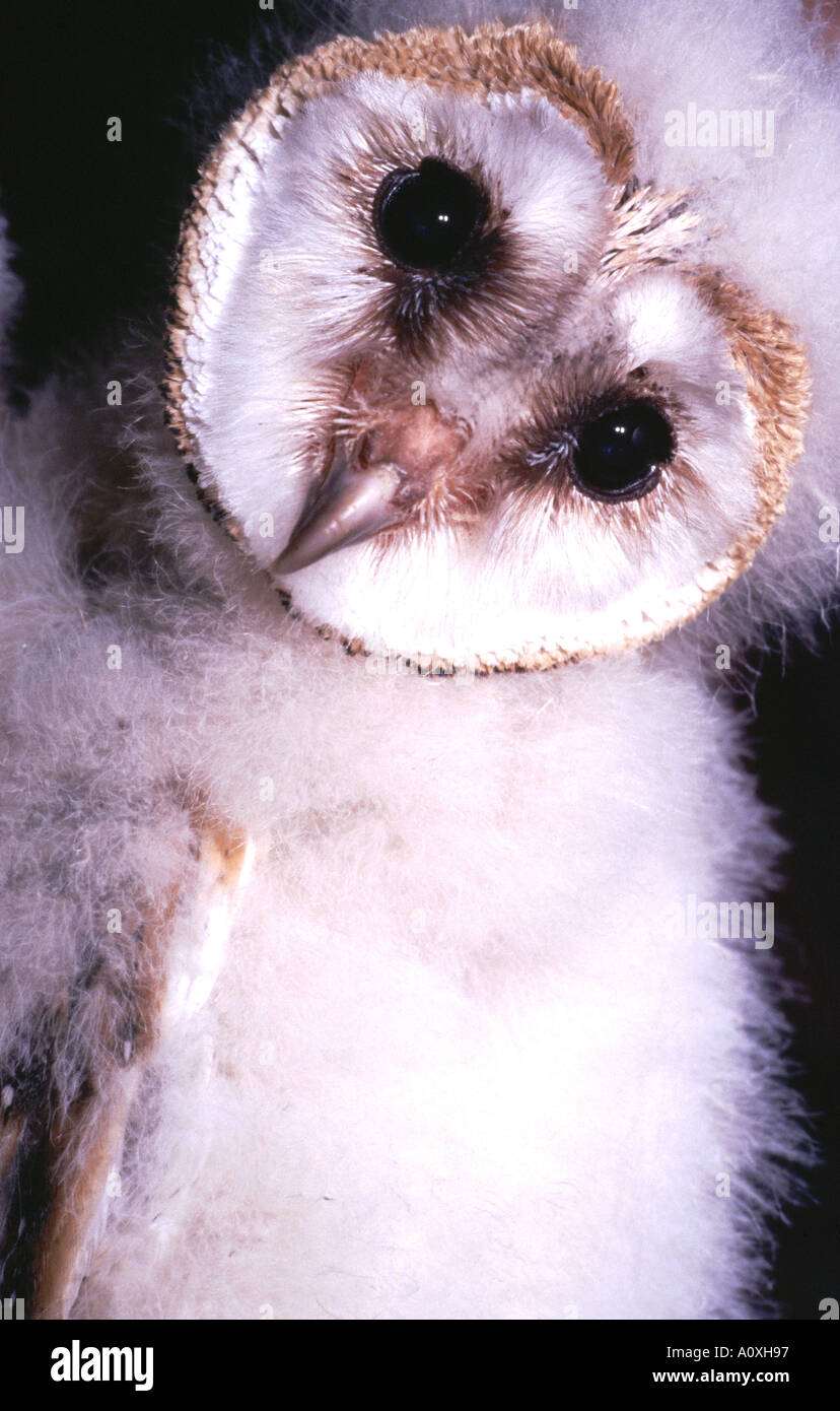 Juvenile Barn owl Tyto alba portrait Near Clovelly Devon Stock Photo - Alamy