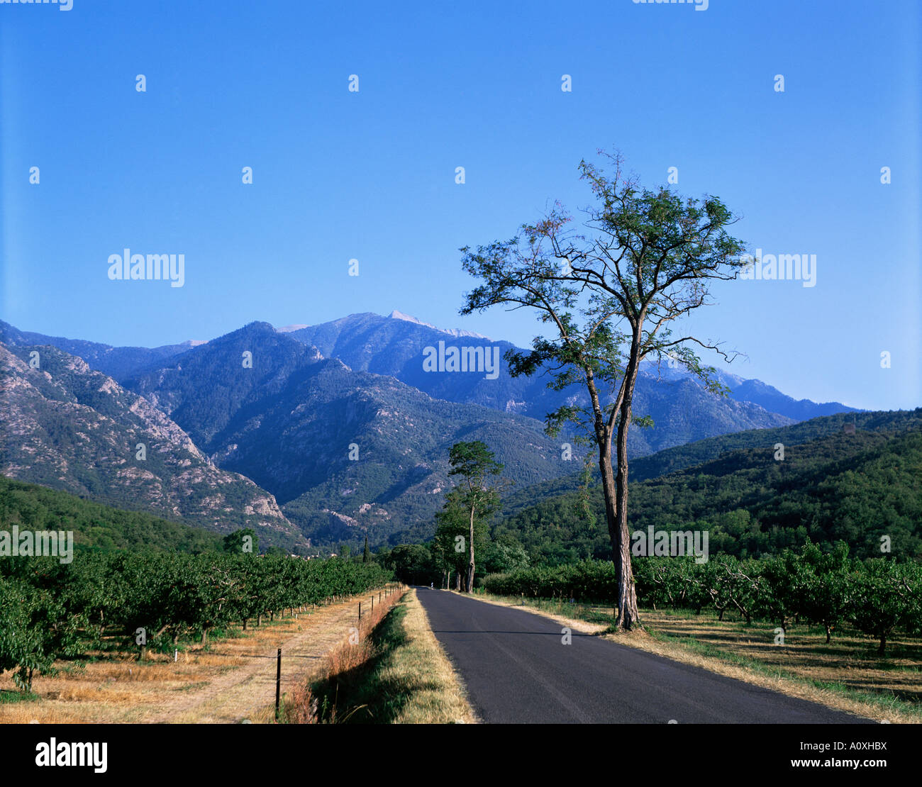 Mount Canigou Pyrenees Orientale Languedoc Roussillon France Europe ...
