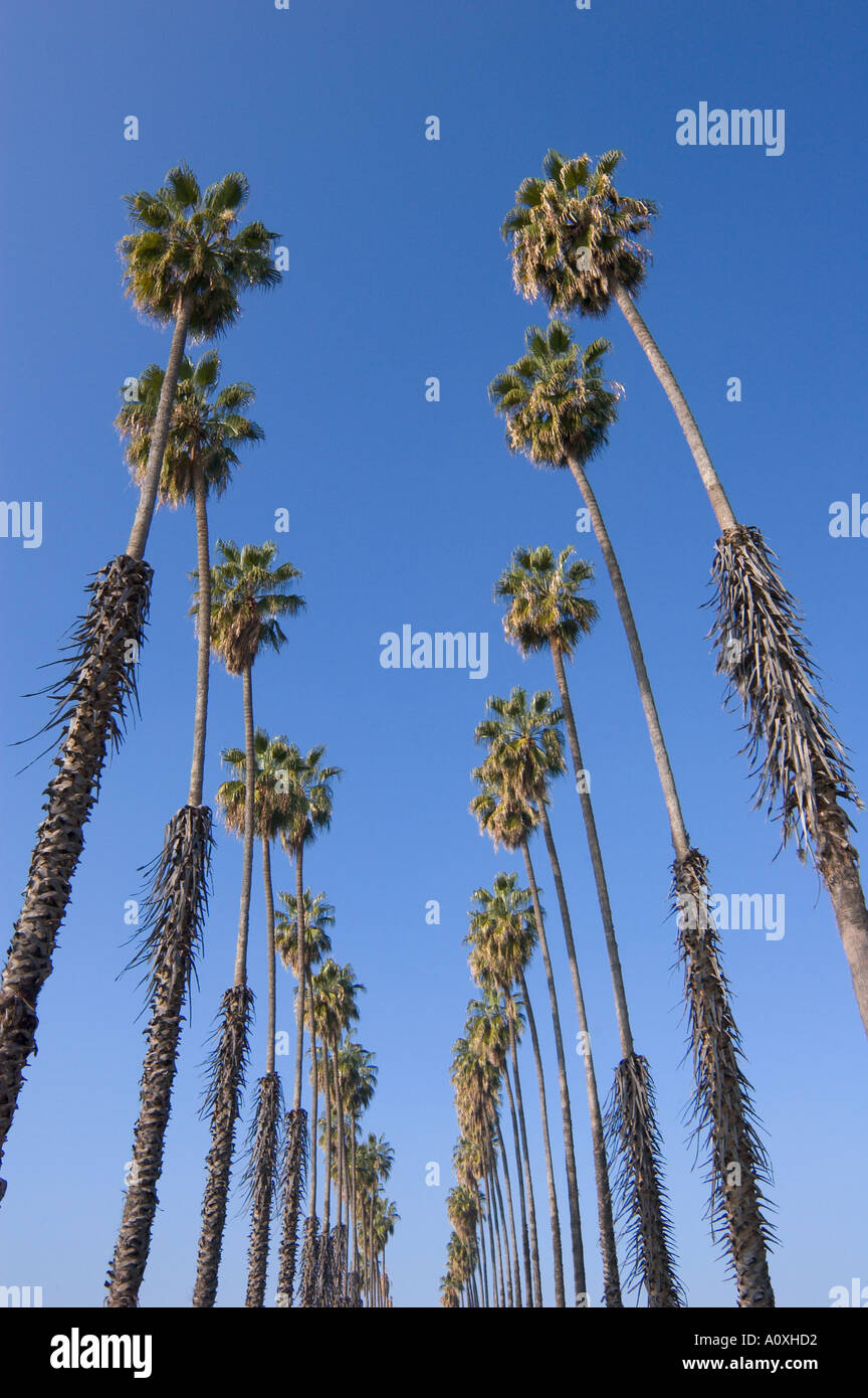 Double row of tall old Date Palm trees Redlands California Stock Photo ...