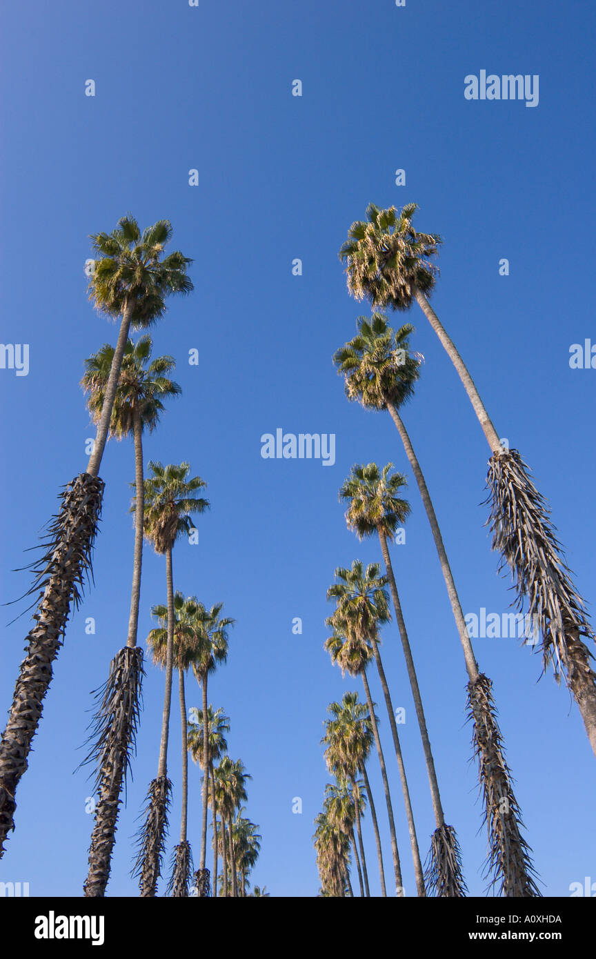 Double row of tall old Date Palm trees Redlands California Stock Photo ...