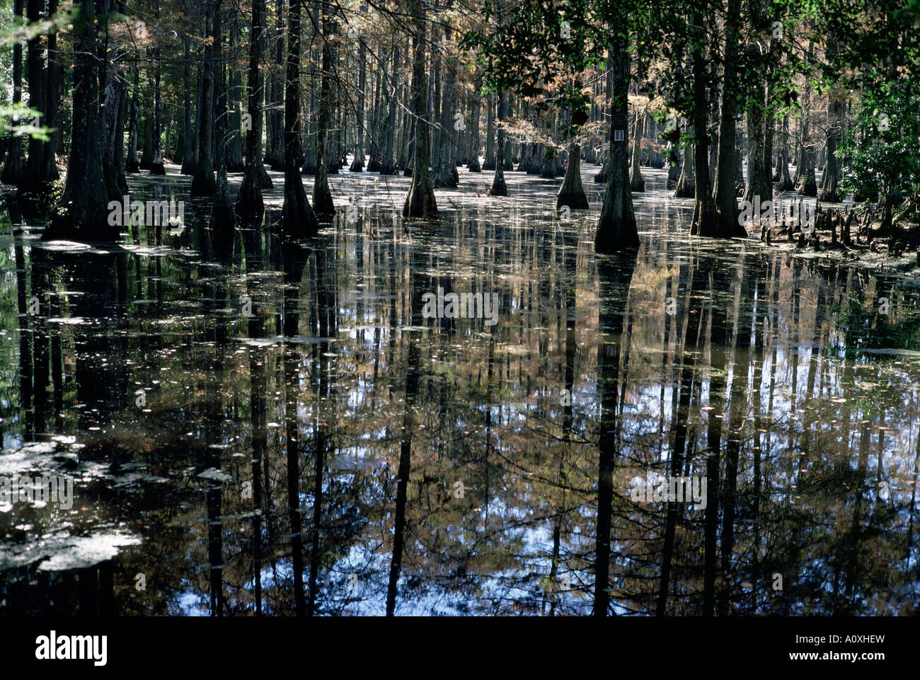 Cypress swamp Cypress Gardens near Charleston South Carolina United ...