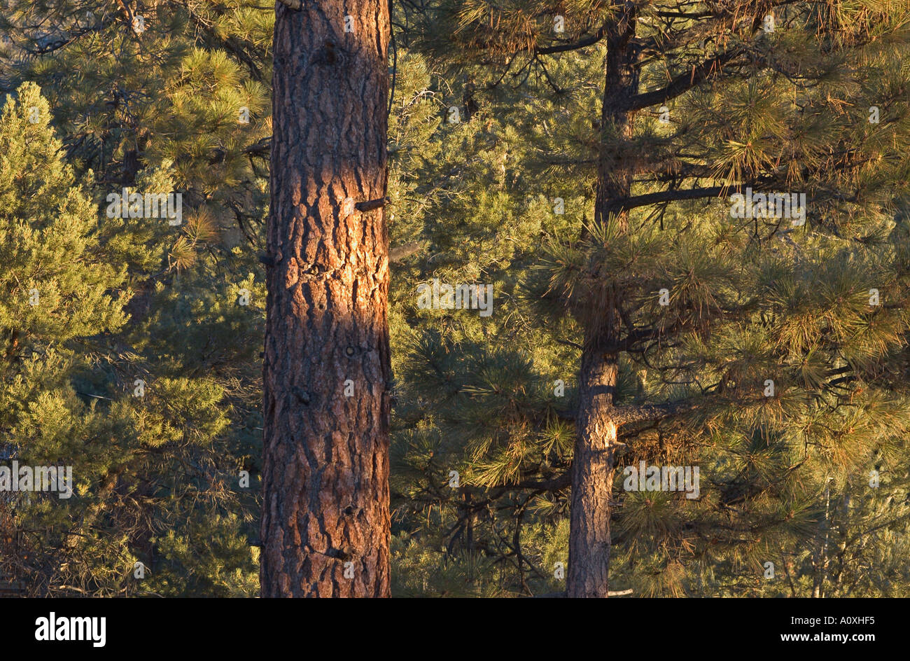 Jeffrey Pine trees and Pinyon Pines in early morning light Big Bear ...