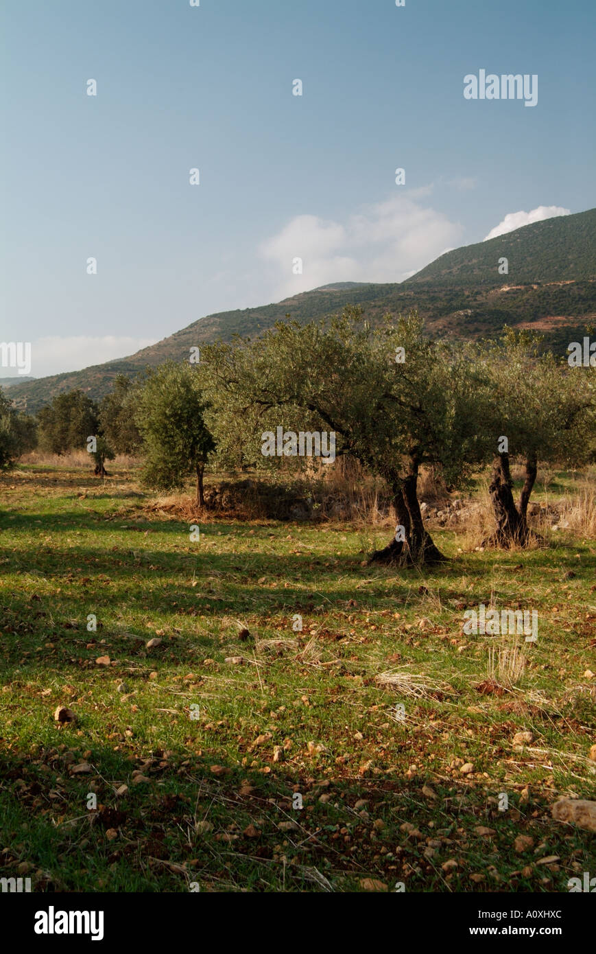 Olive grove middle east hi-res stock photography and images - Alamy
