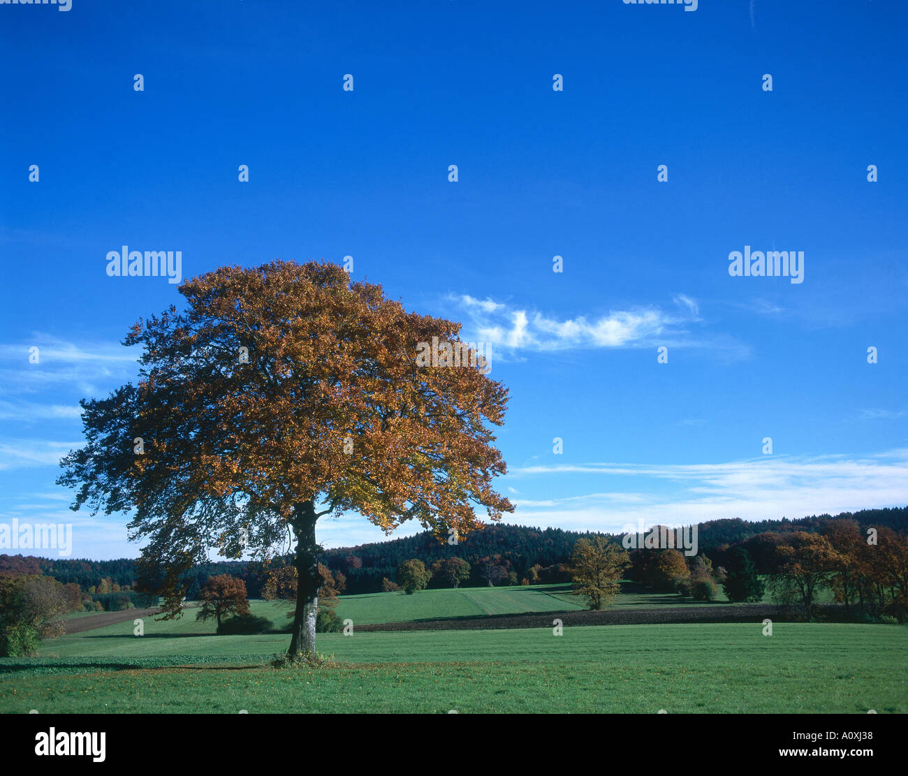 New tress hi-res stock photography and images - Alamy
