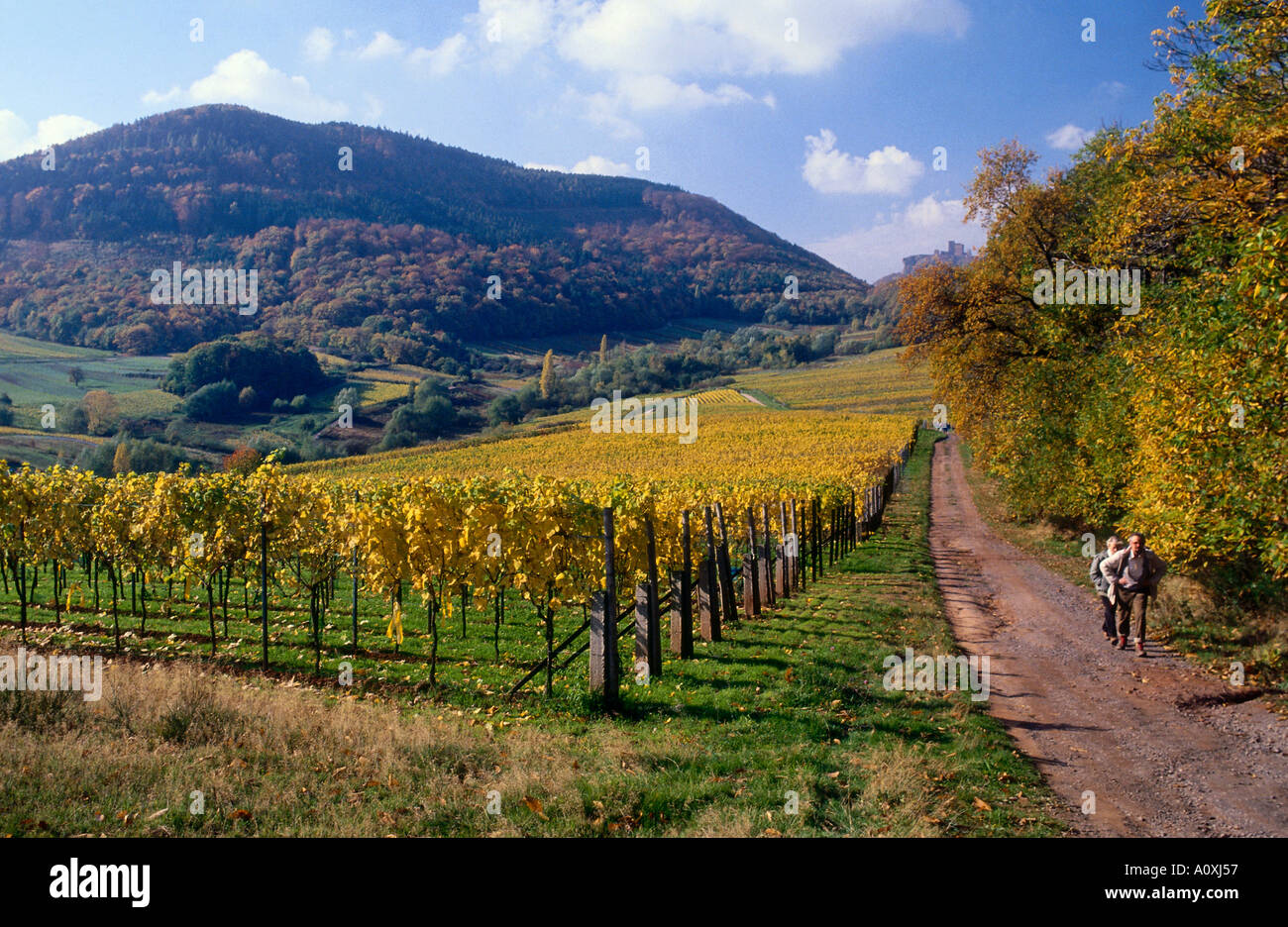 Pfaelzerwald hi-res stock photography and images - Alamy