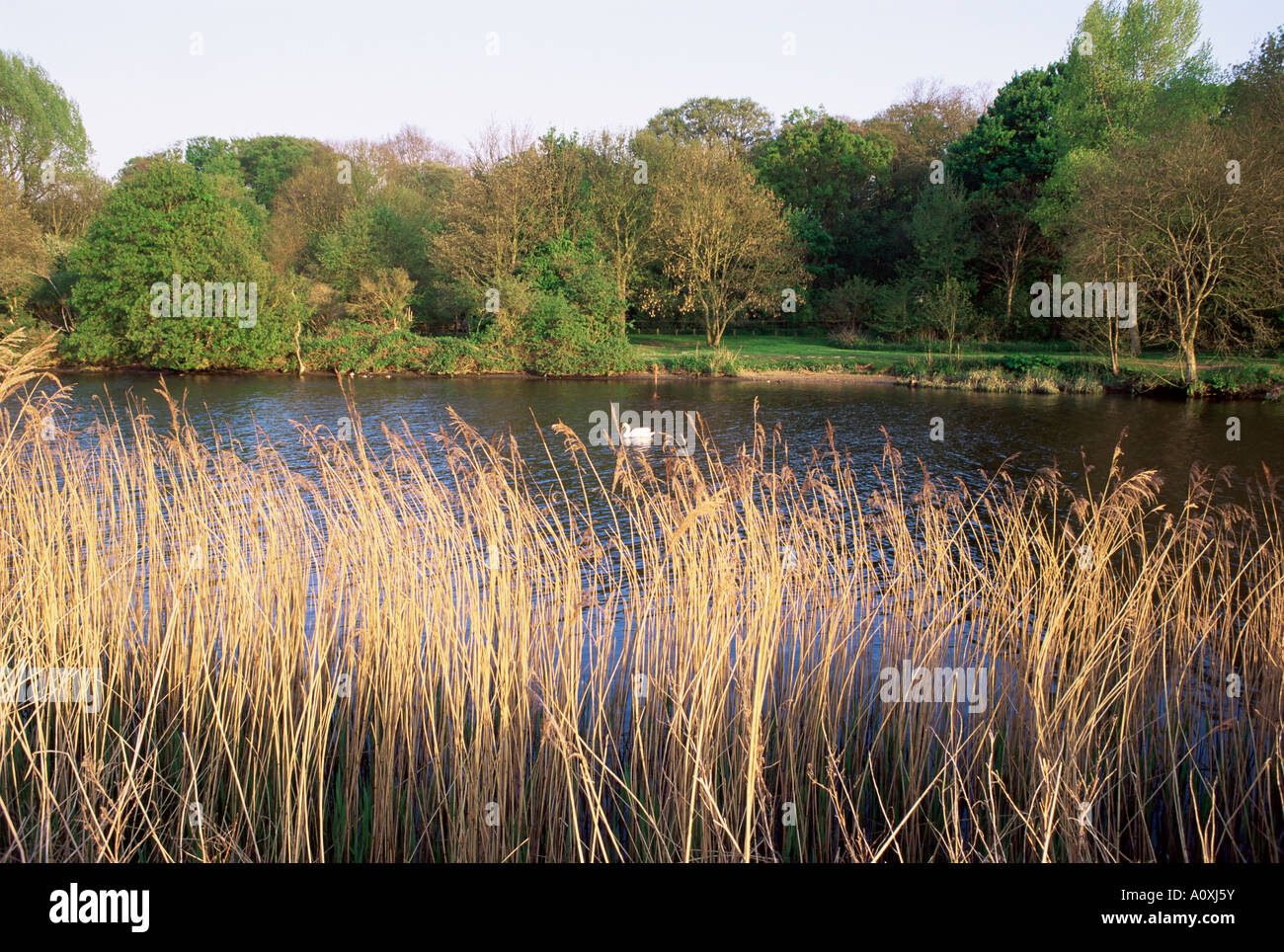 Reeds by the River Yare Norfolk England United Kingdom Europe Stock ...