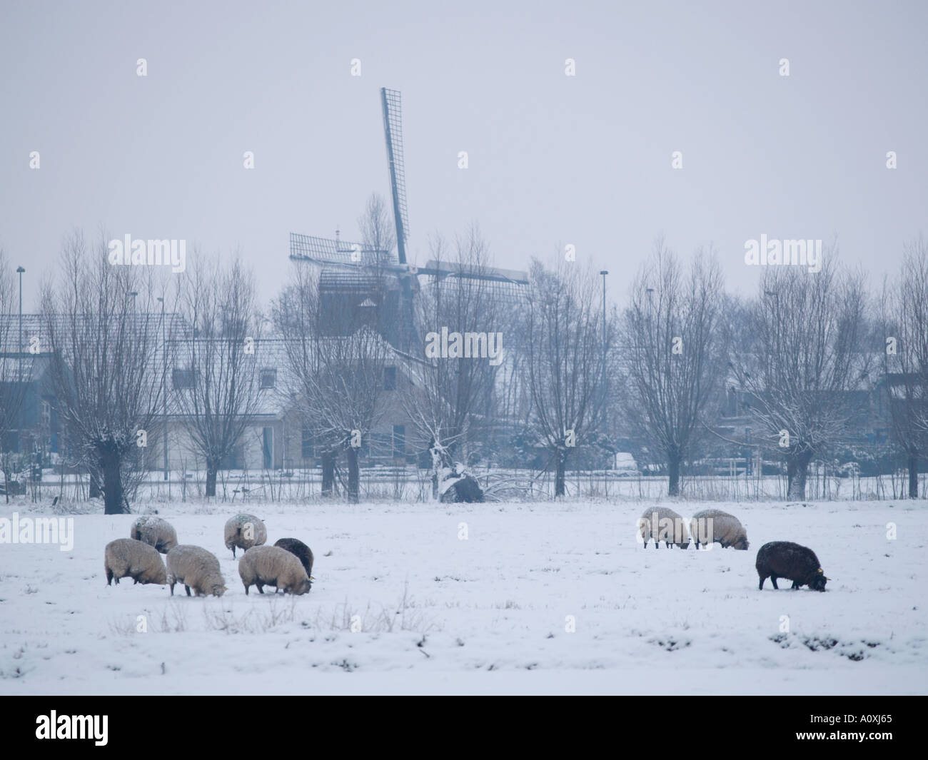 Sheep eating in snowy field hi-res stock photography and images - Alamy