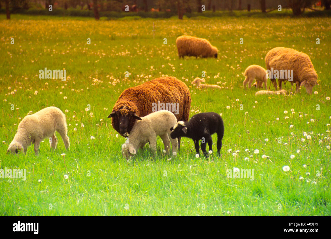 Sheep and lamb in field Stock Photo - Alamy