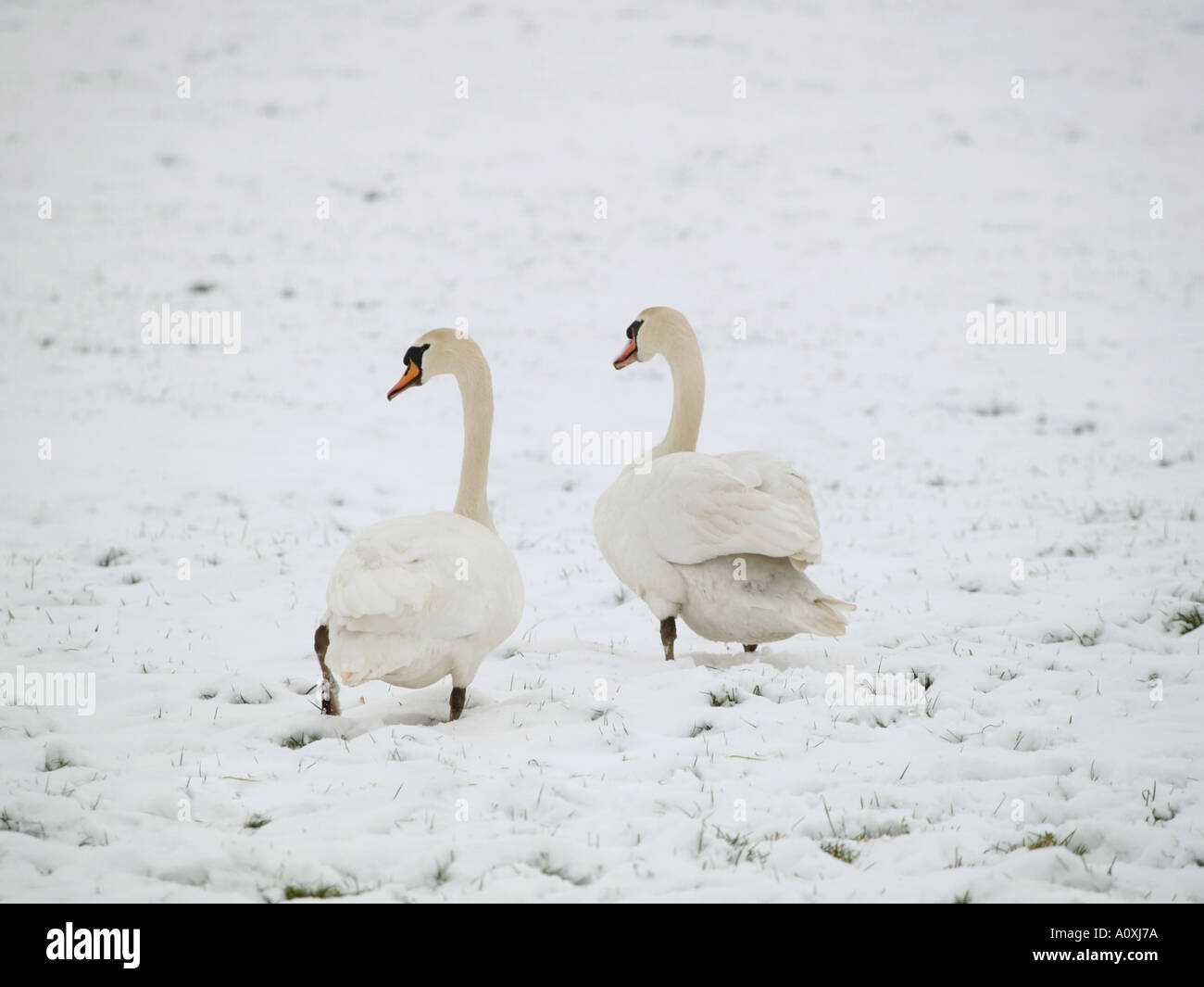two swans swan couple walking in the snow the Netherlands Stock Photo ...