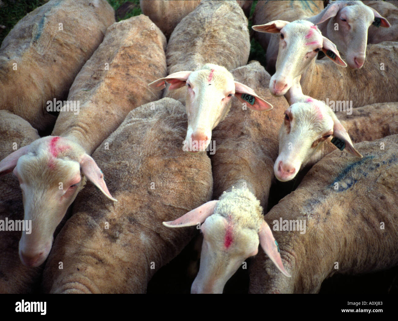 Sheared sheep hi-res stock photography and images - Alamy