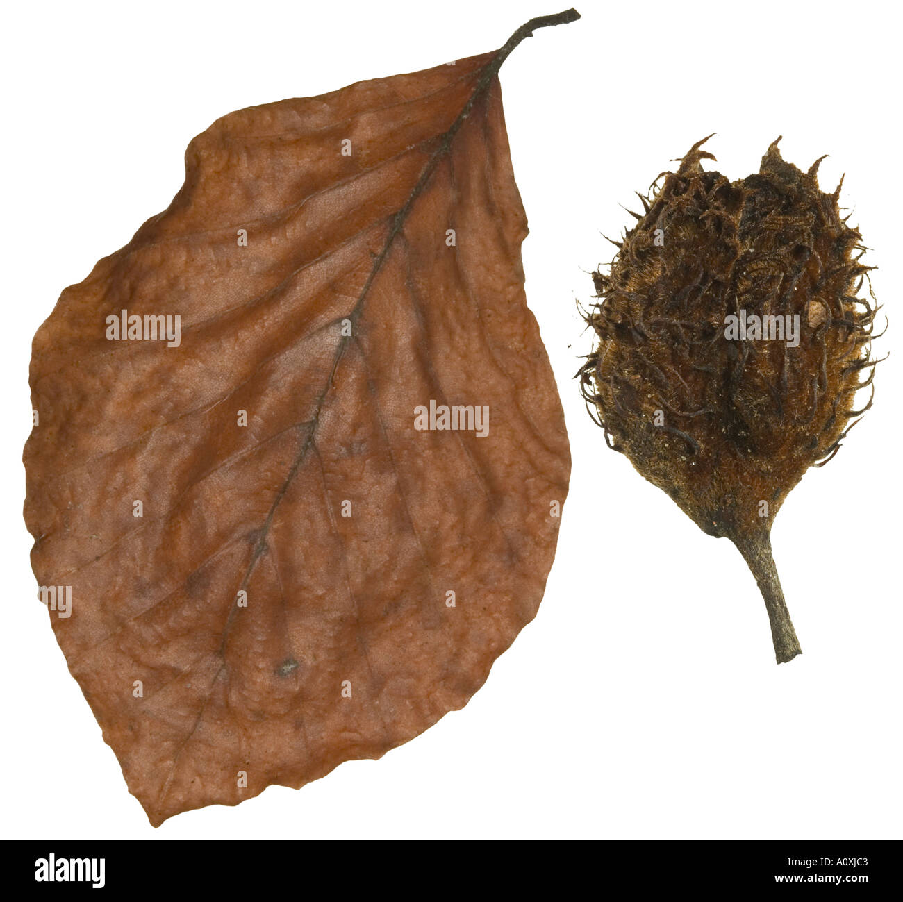 Beech mast Cut Out Stock Images & Pictures - Alamy