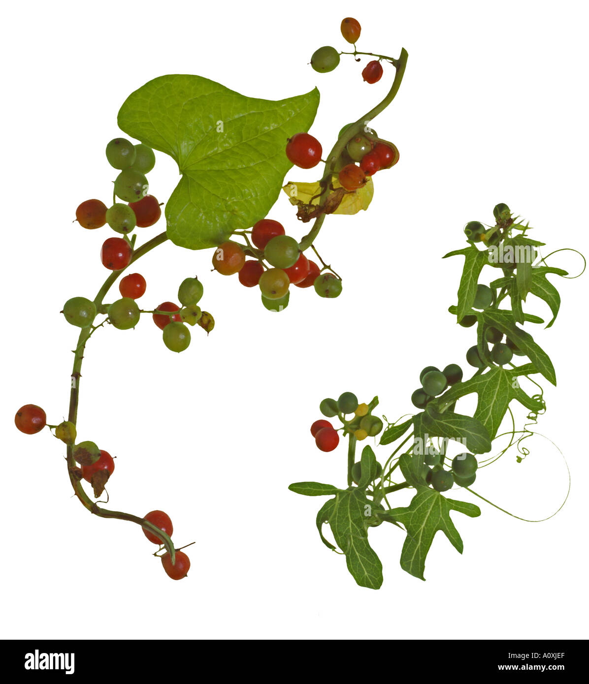 White & Black Bryony. Leaves Tendrils Berries Both poisonous plants ...