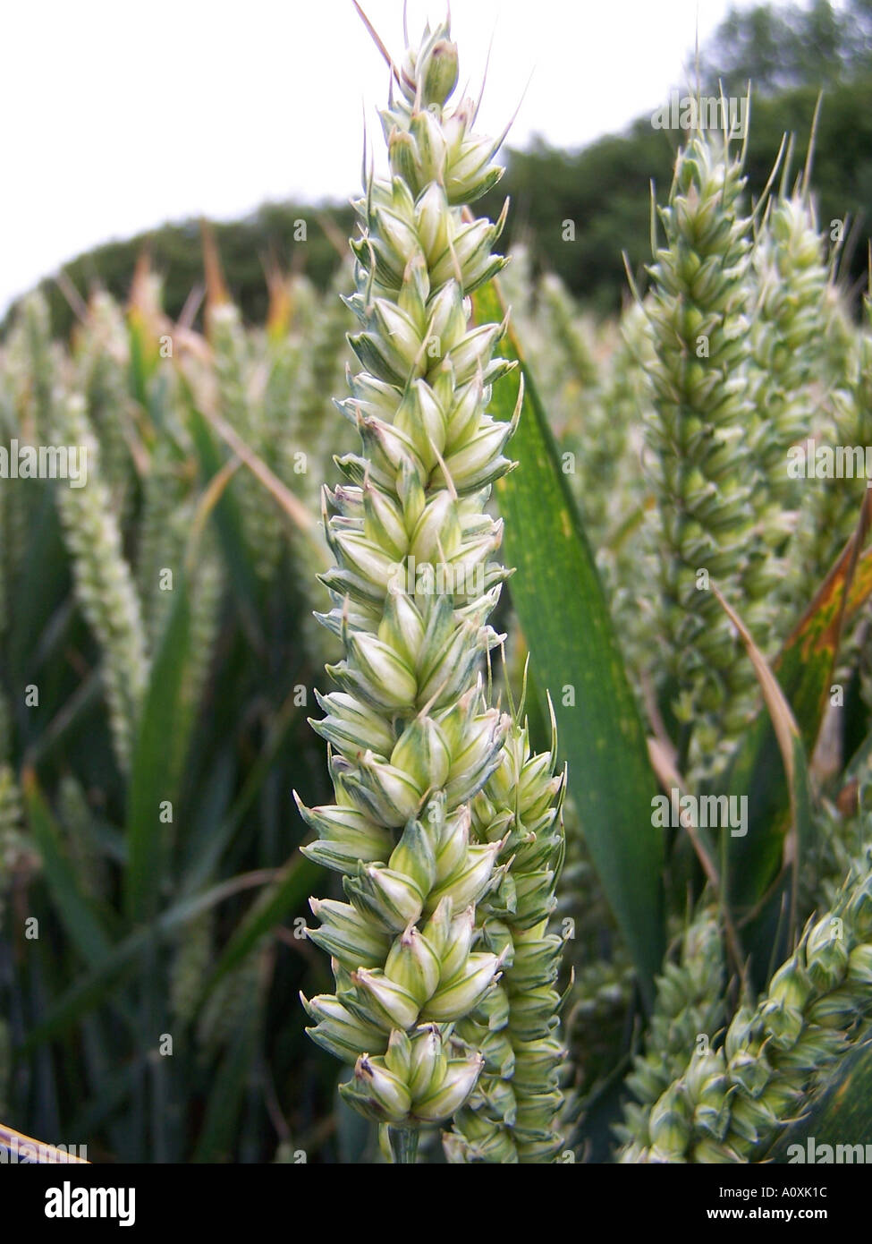 Wheat crop in a field Buckinghamshire England Stock Photo - Alamy