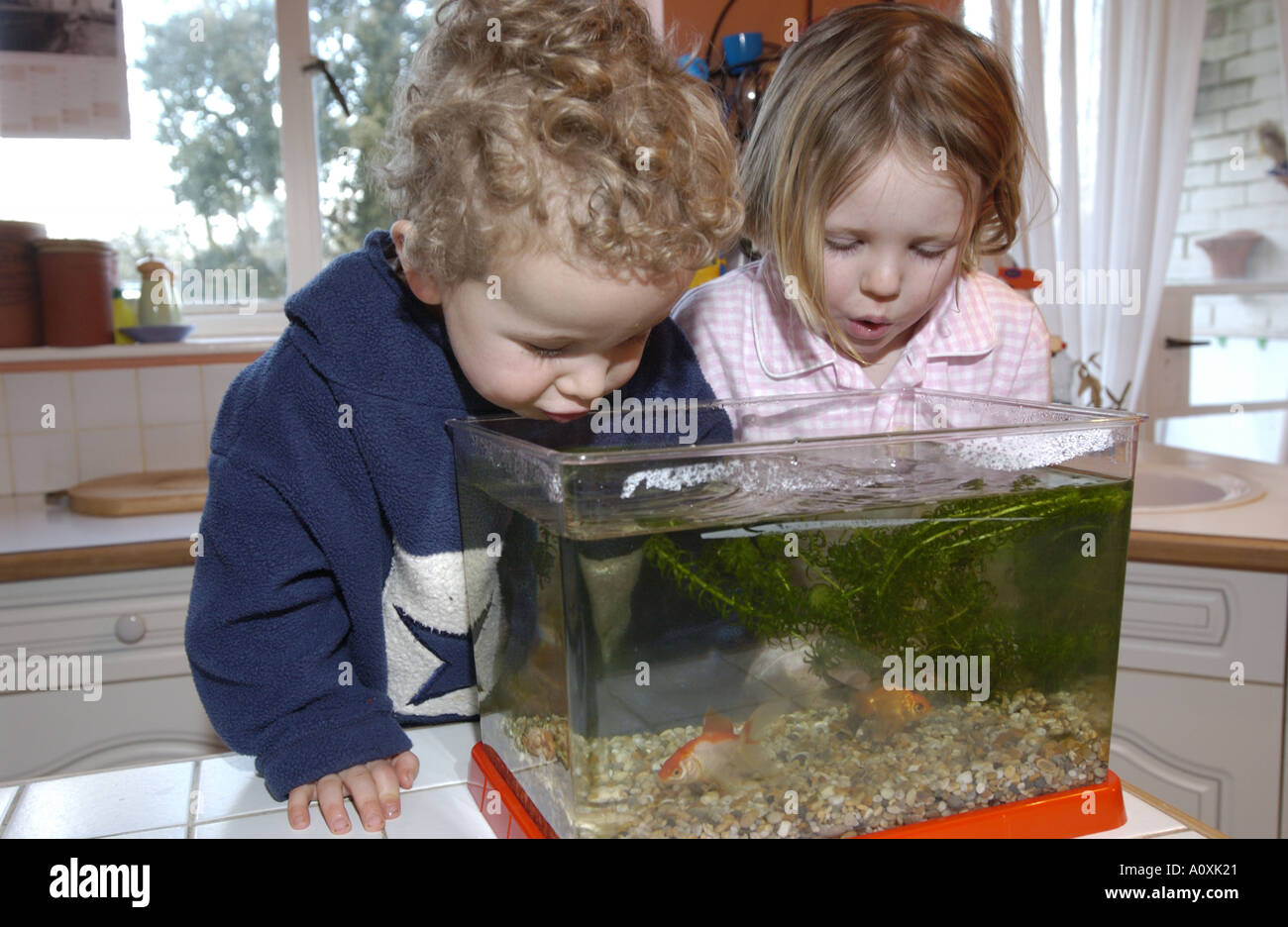 child watching goldfish Stock Photo - Alamy