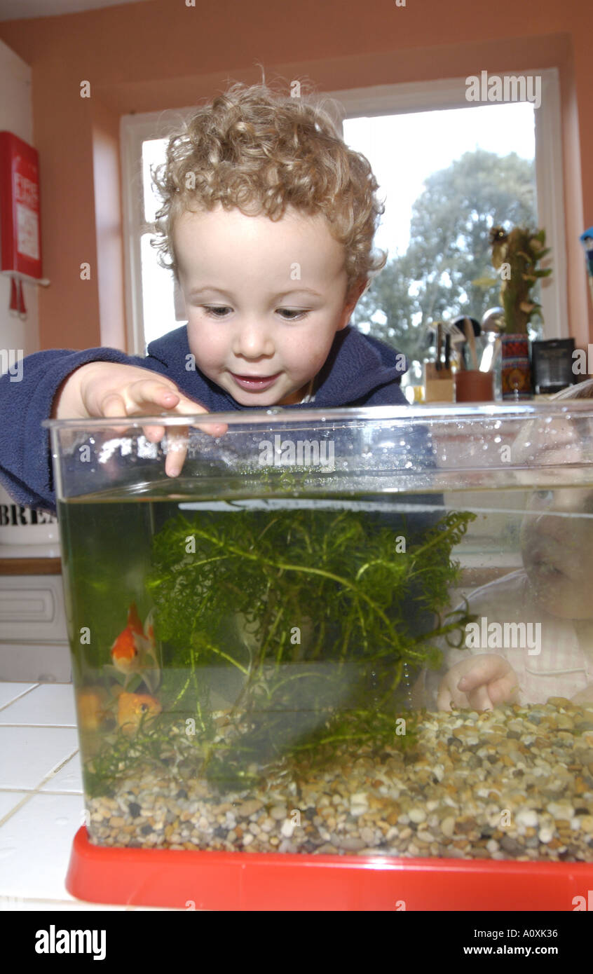 Child fish tank home hi-res stock photography and images - Alamy