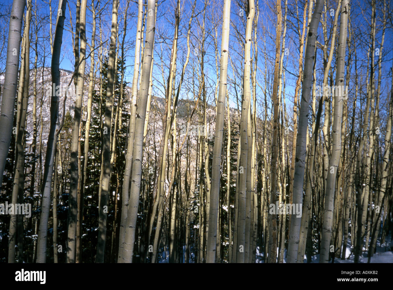 Colorado Aspen Stand Stock Photo - Alamy