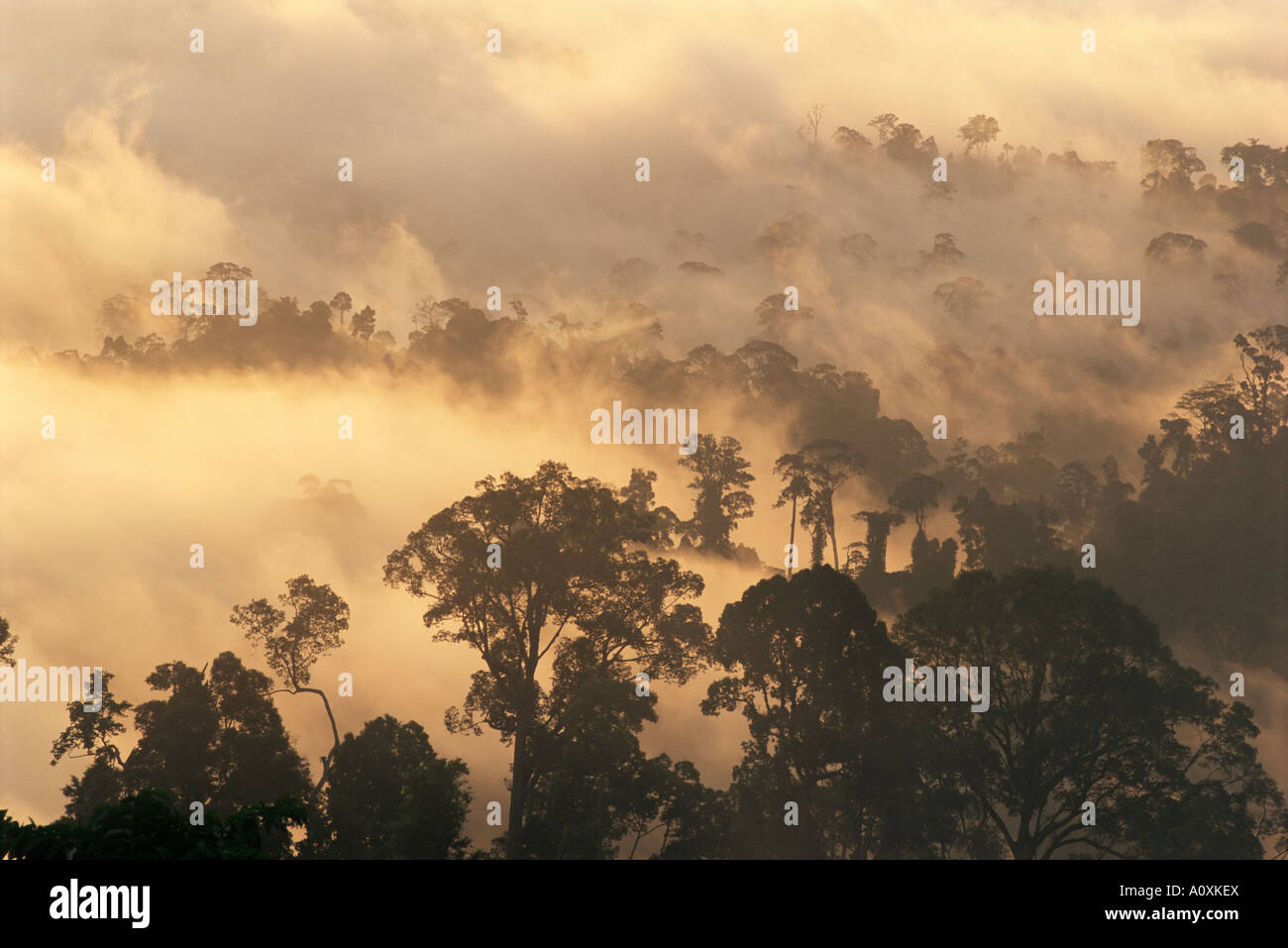 Rain forest Borneo Southeast Asia Asia Stock Photo - Alamy