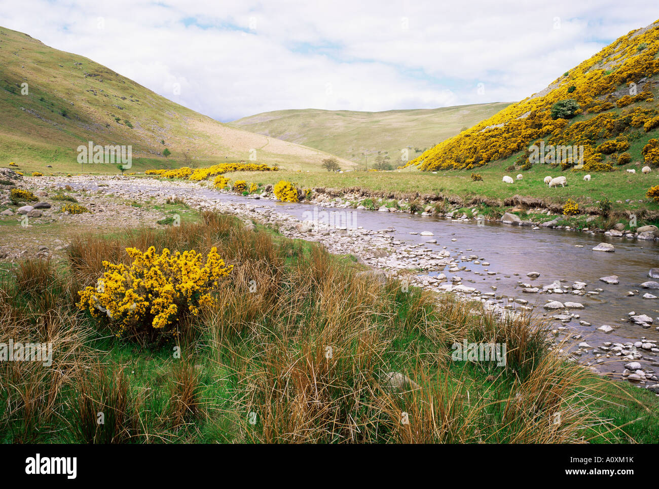 Cheviot Hills Northumberland England United Kingdom Europe Stock Photo ...
