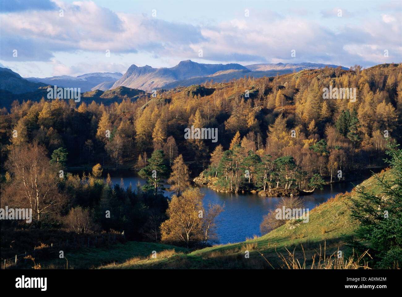 Tarn Hows Lake District National Park Cumbria England United Kingdom ...