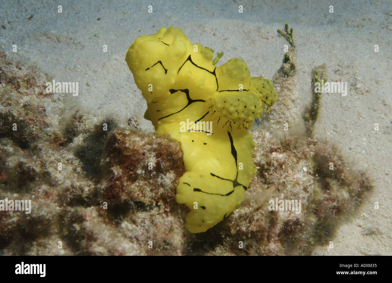 Great barrier reef sea slug hi-res stock photography and images - Alamy