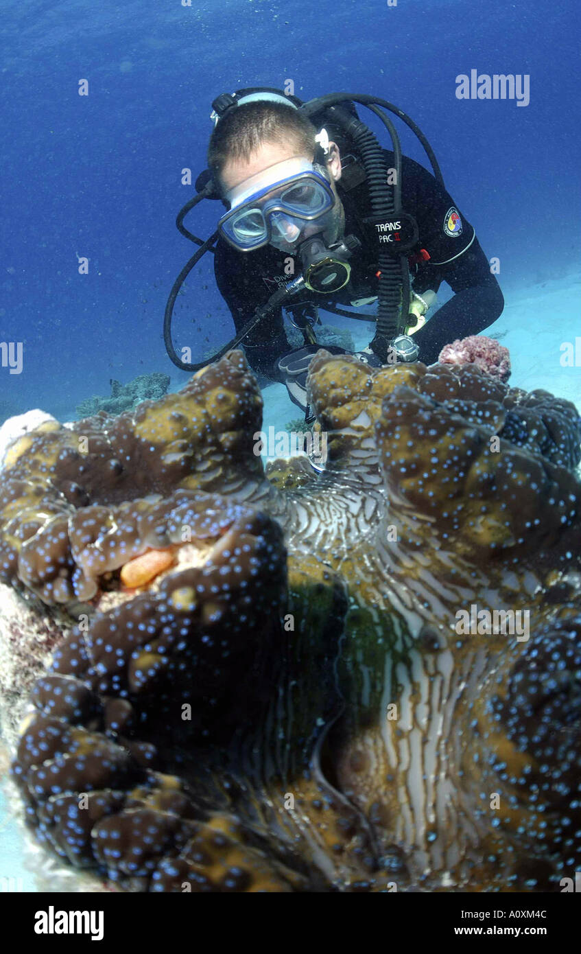 Giant clam scuba diving diver hi-res stock photography and images - Alamy