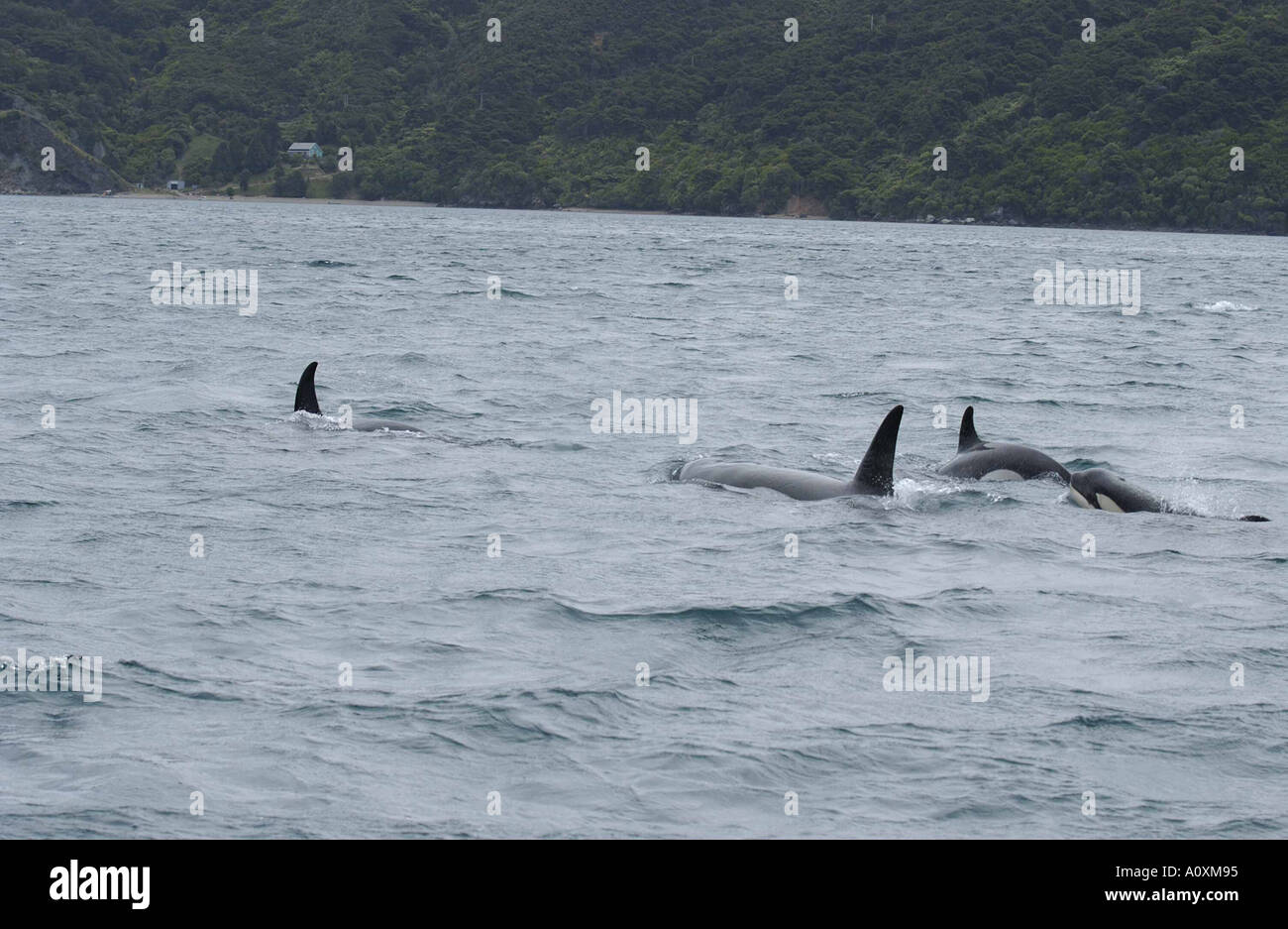 orcas in french pass Stock Photo - Alamy