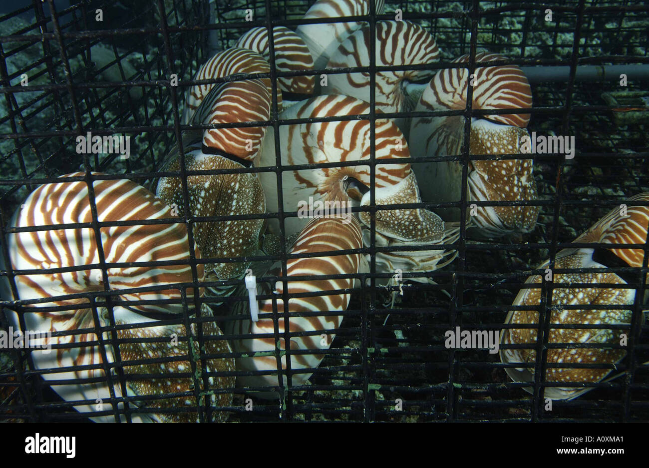 Shells and fins hi-res stock photography and images - Alamy