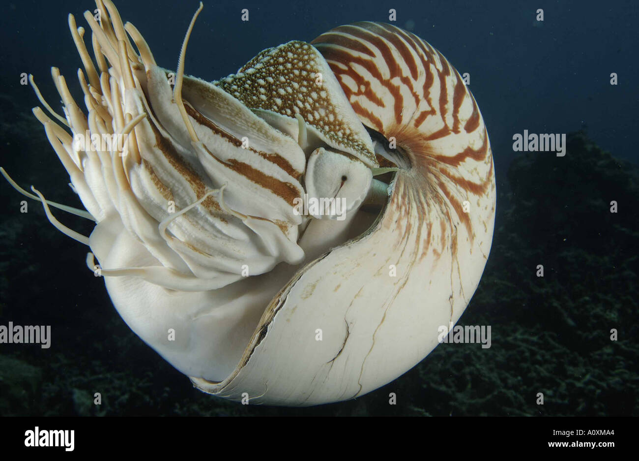 Shell wrecks hi-res stock photography and images - Alamy