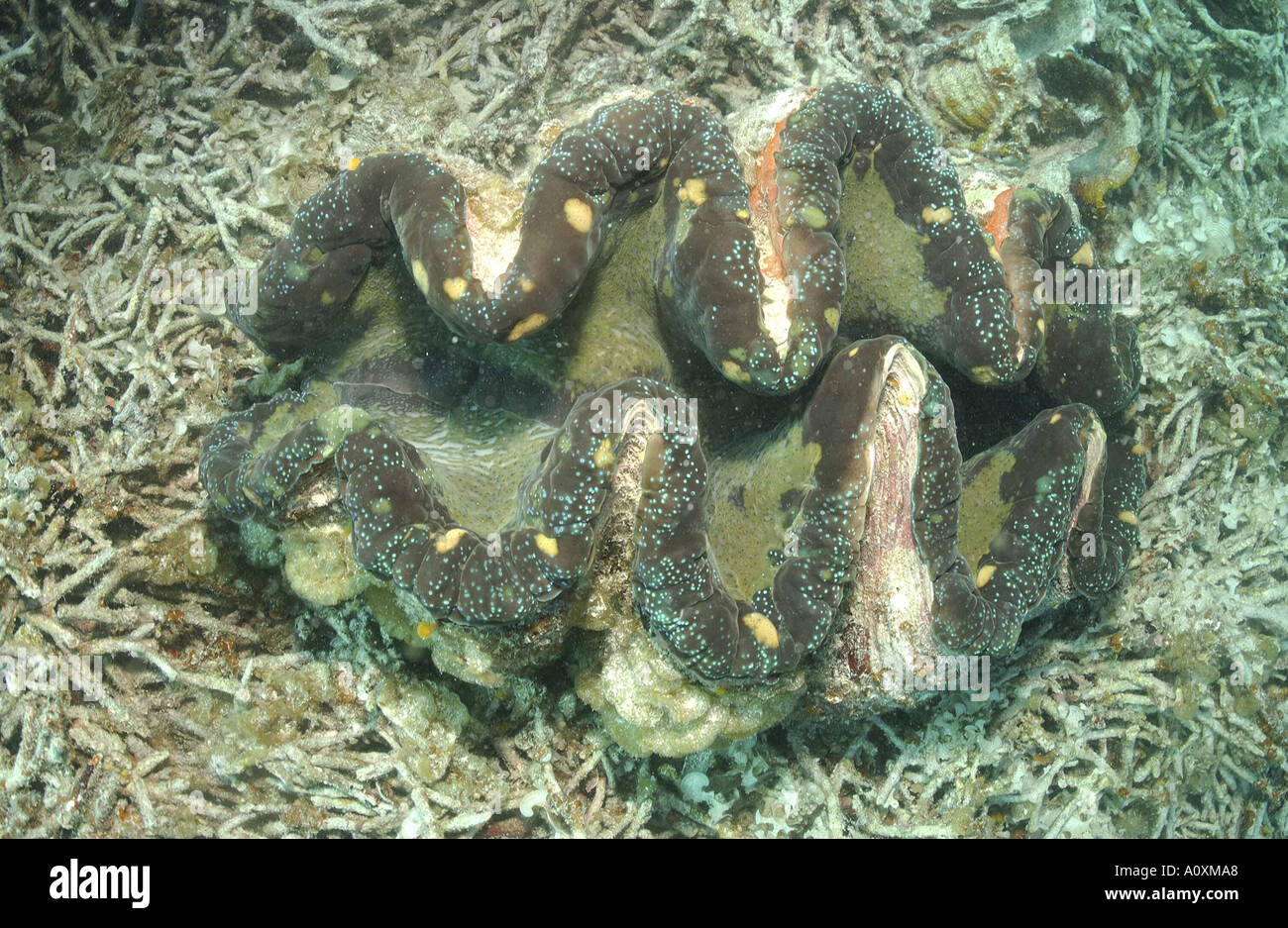 giant clam Stock Photo - Alamy