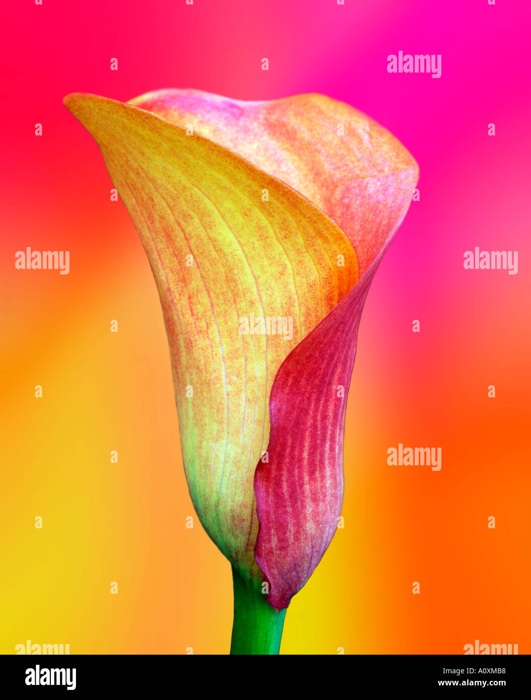 Single orange yellow calla lily hi-res stock photography and images - Alamy