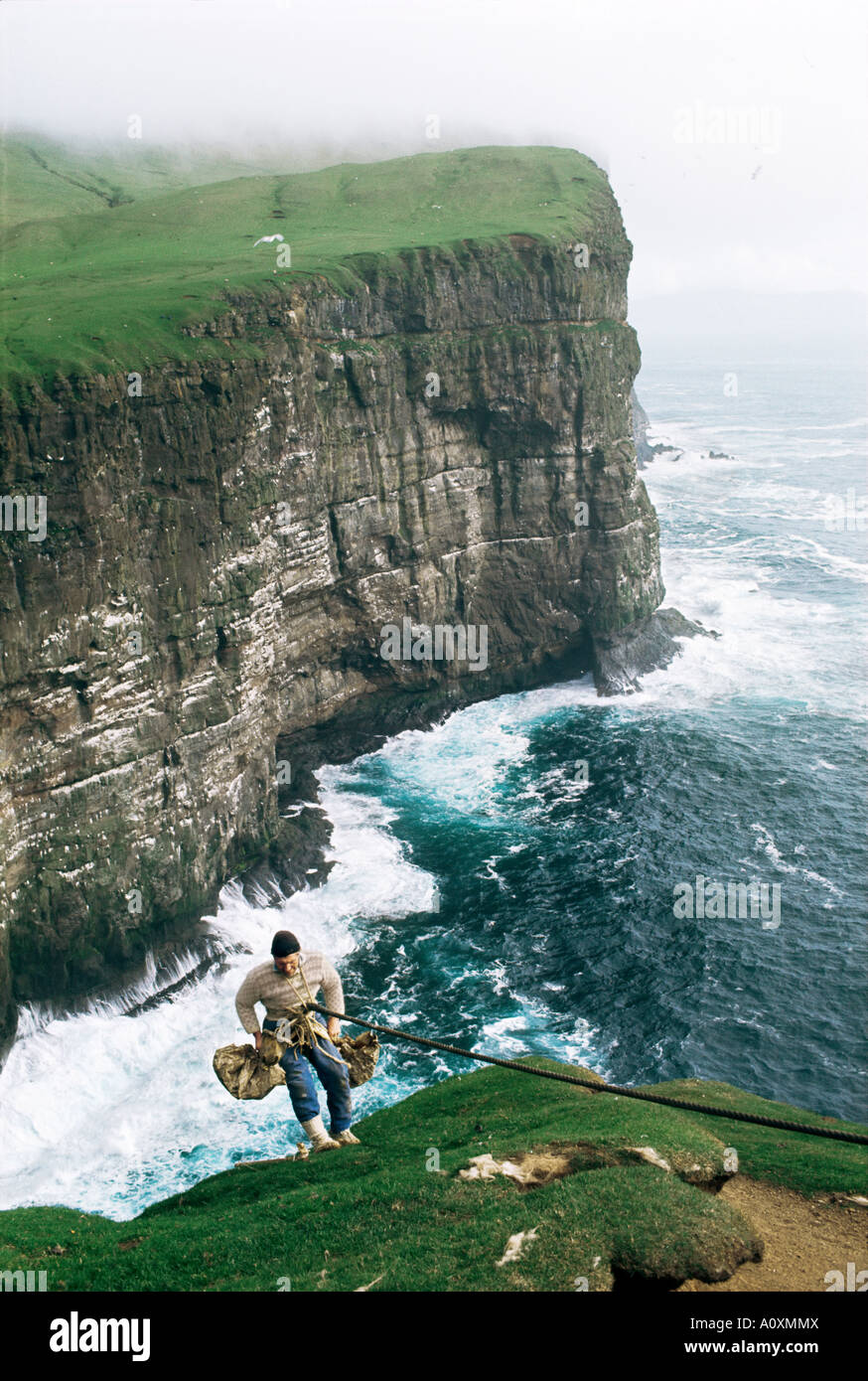 Collecting guillemot eggs Faroe Islands Faeroes North Atlantic Stock ...
