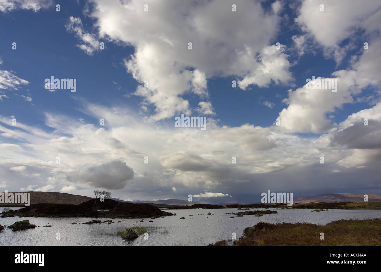 Tree and sky Rannoch moor Scotland Stock Photo - Alamy
