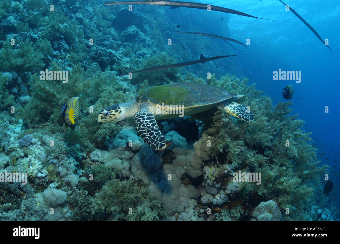 green turtle on the Reef in the Red Sea Stock Photo - Alamy