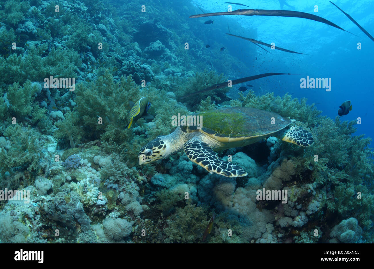 green turtle on the Reef in the Red Sea Stock Photo - Alamy