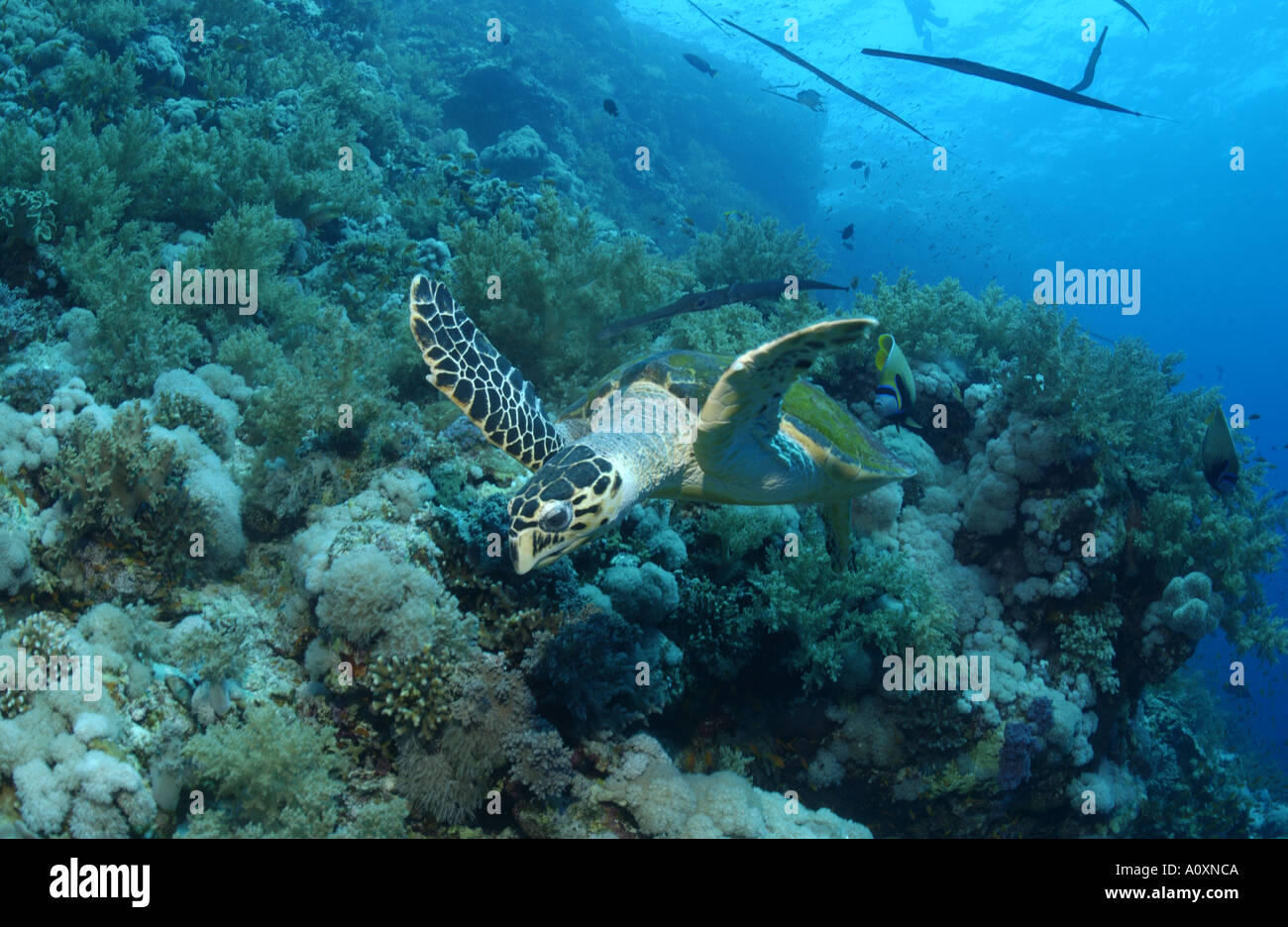 green turtle on the Reef in the Red Sea Stock Photo - Alamy