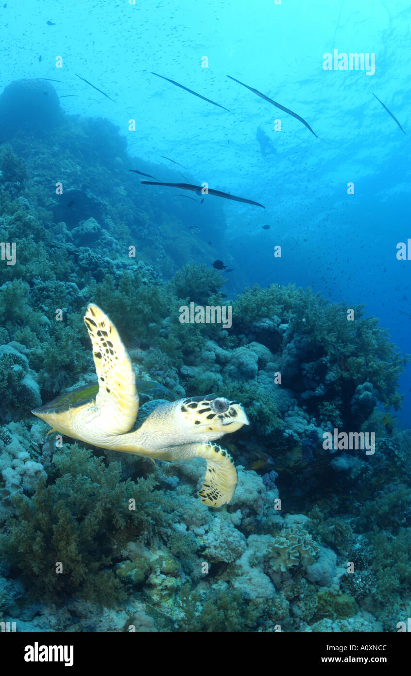 green turtle on the Reef in the Red Sea Stock Photo - Alamy