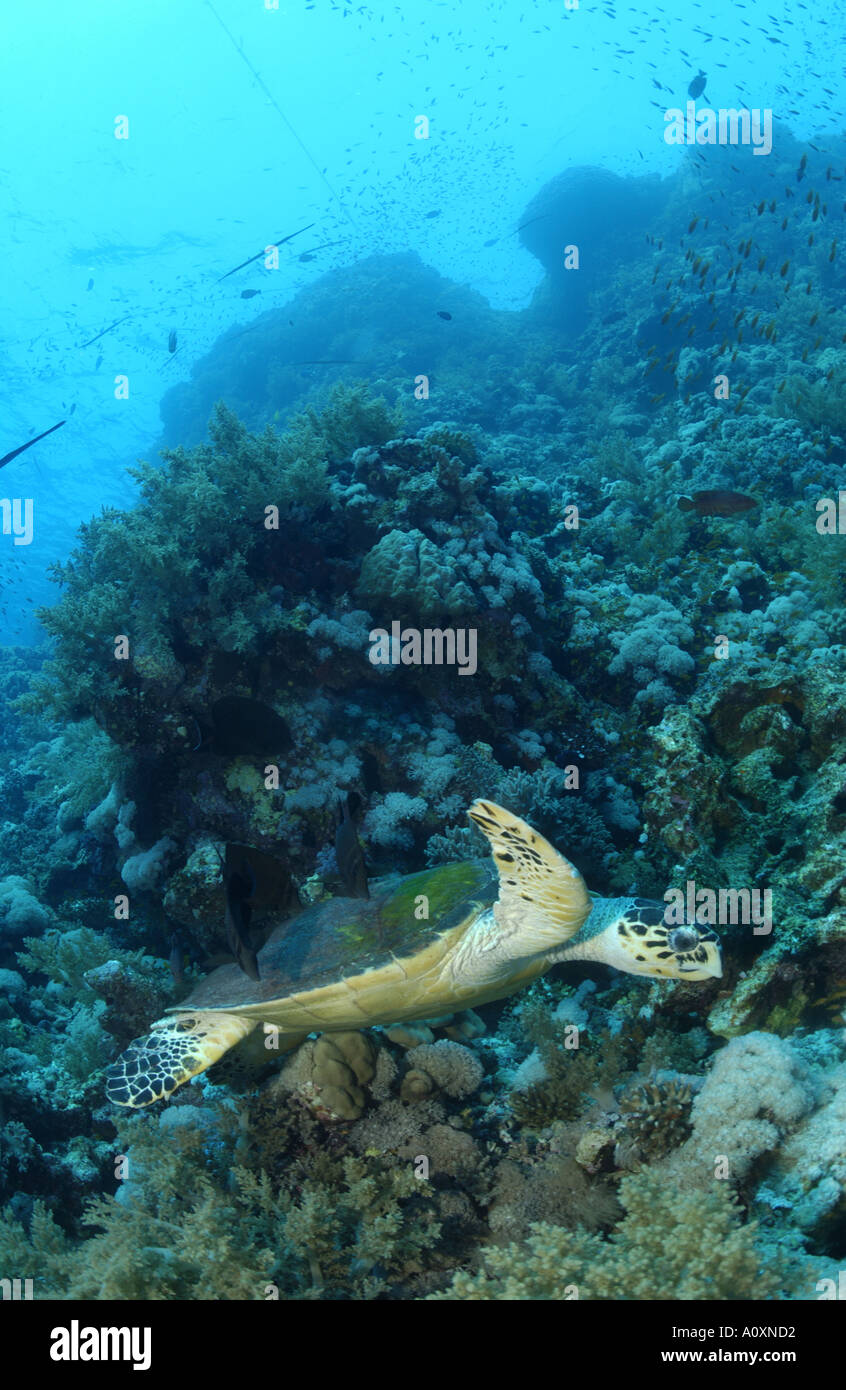 green turtle on the Reef in the Red Sea Stock Photo - Alamy