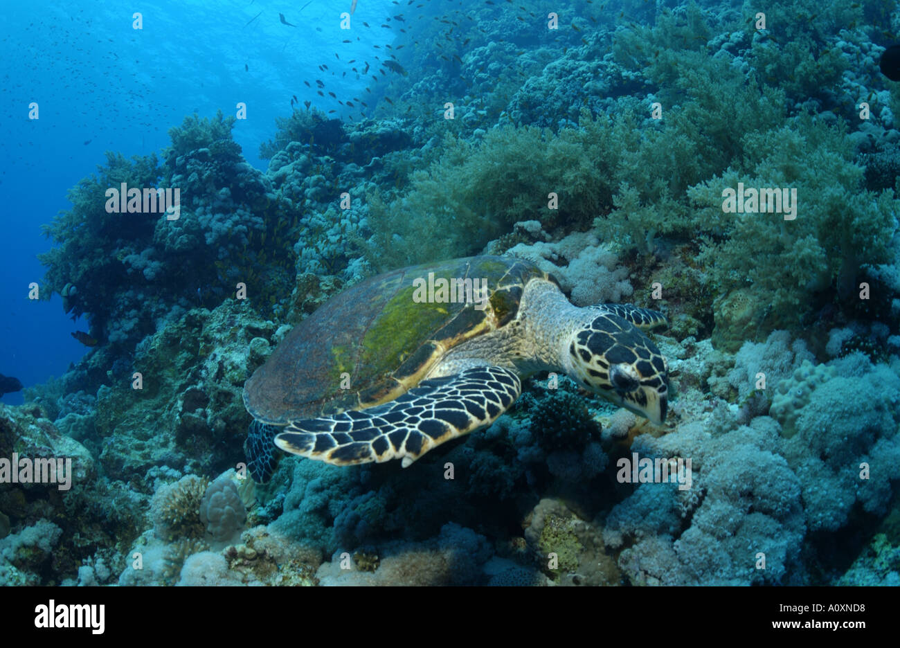 green turtle on the Reef in the Red Sea Stock Photo - Alamy