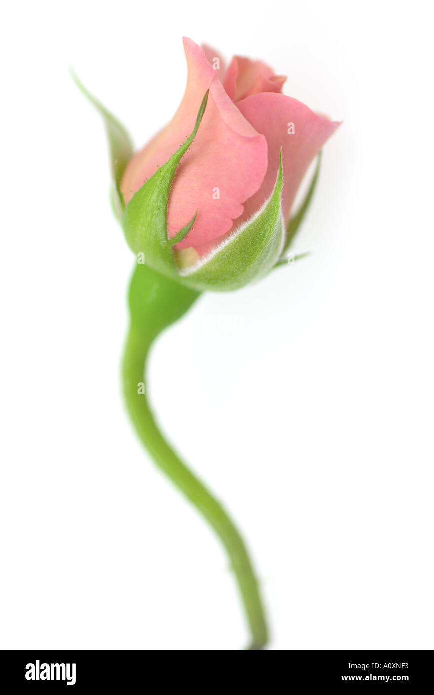 Close up of rosebud Cut Out Stock Images & Pictures - Alamy