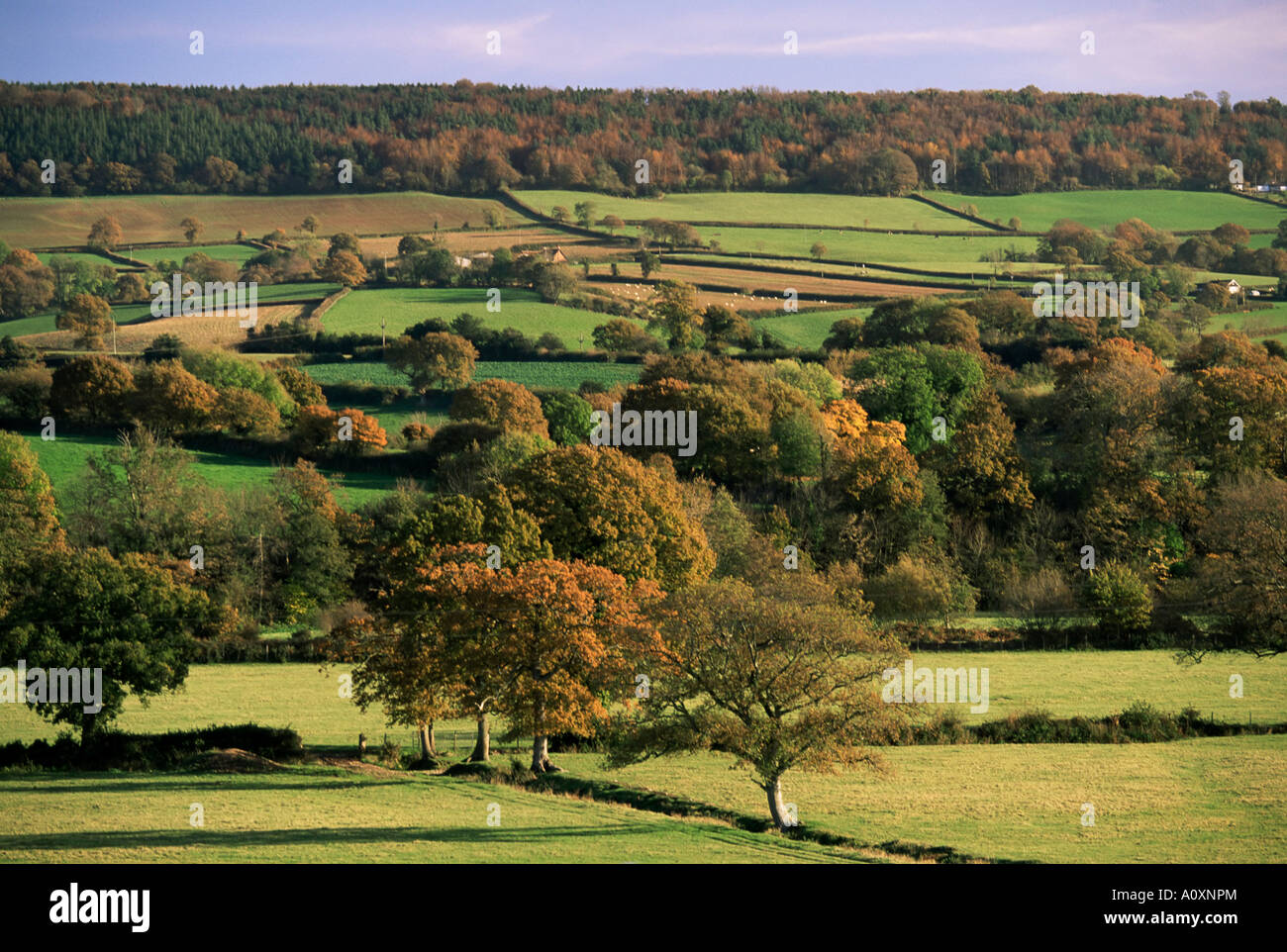 Otter Valley in autumn Devon England United Kingdom Europe Stock Photo ...