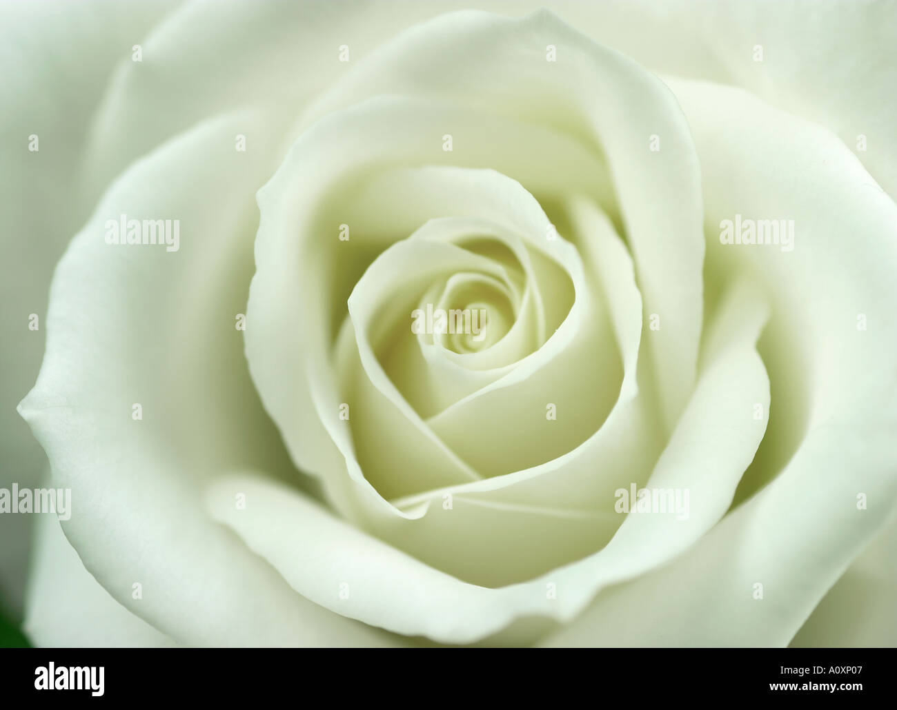 Cream Rose Flower Stock Photo - Alamy