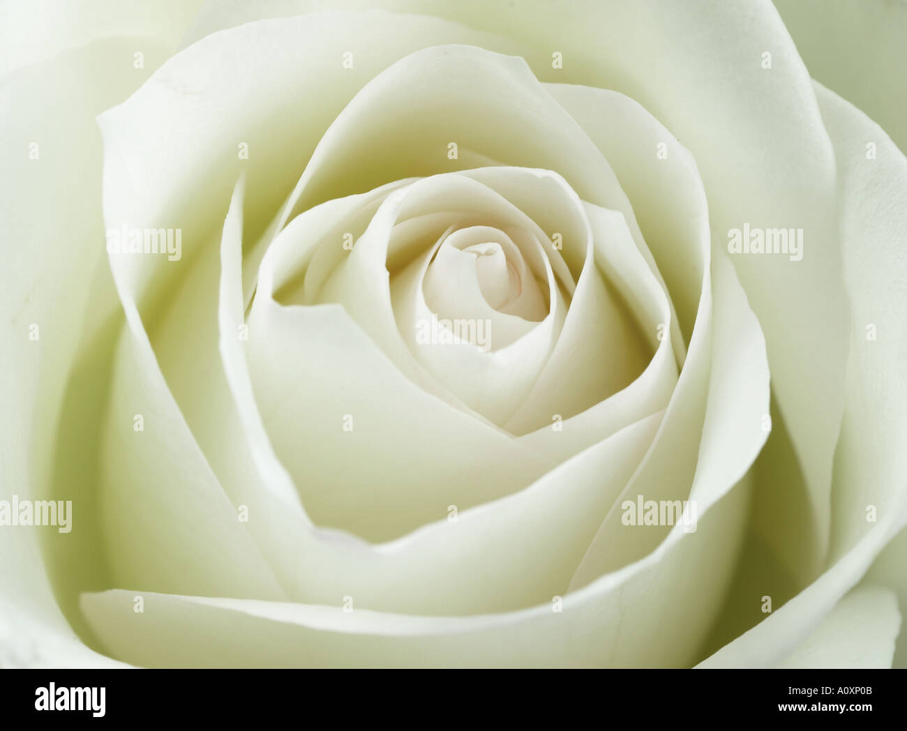 Cream rose hi-res stock photography and images - Alamy