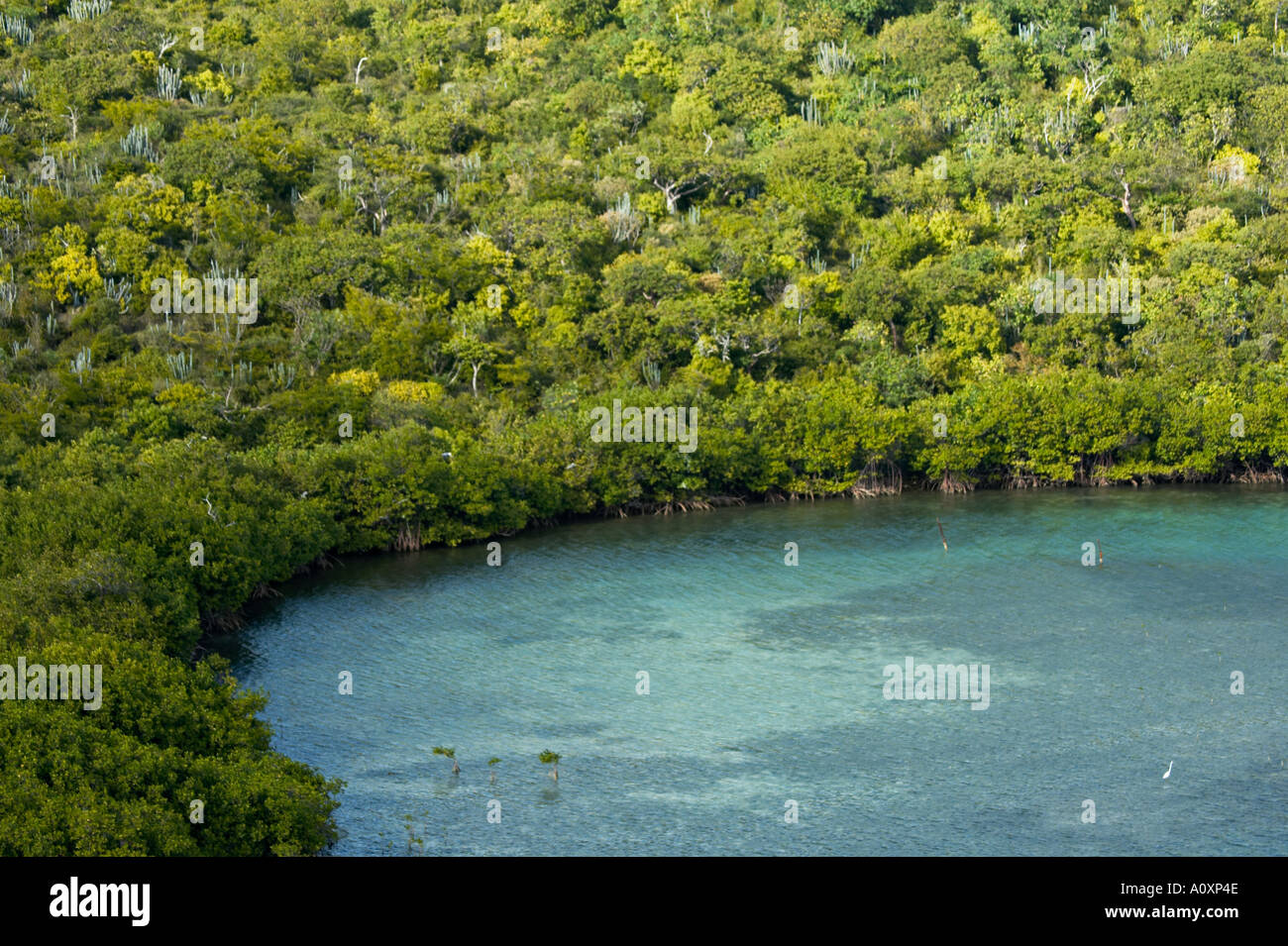 PUERTO RICO Culebra Mangroves along shore shallow water coral reef ...
