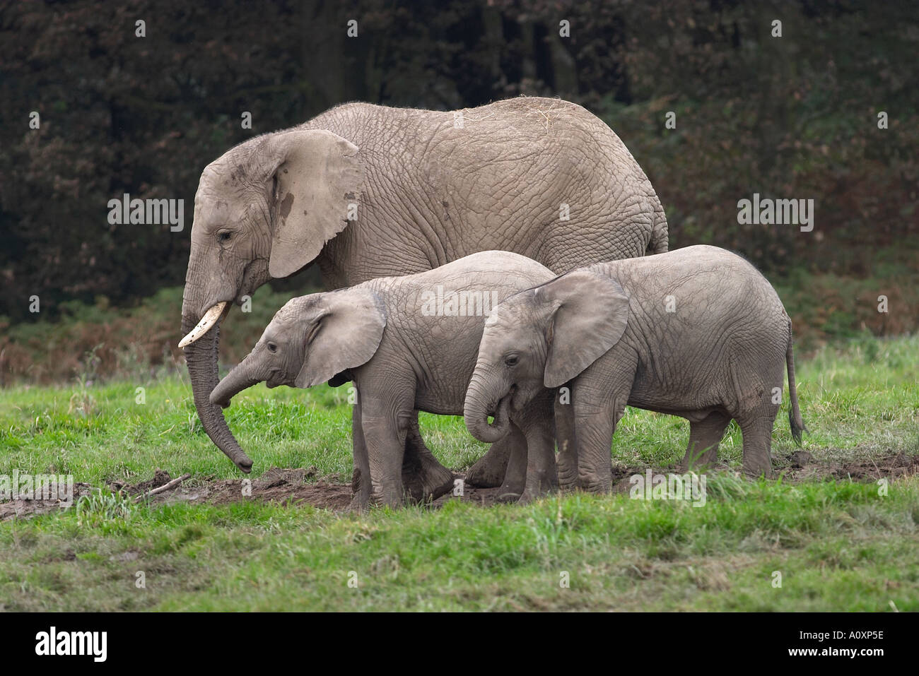 African elephants mammal hi-res stock photography and images - Alamy