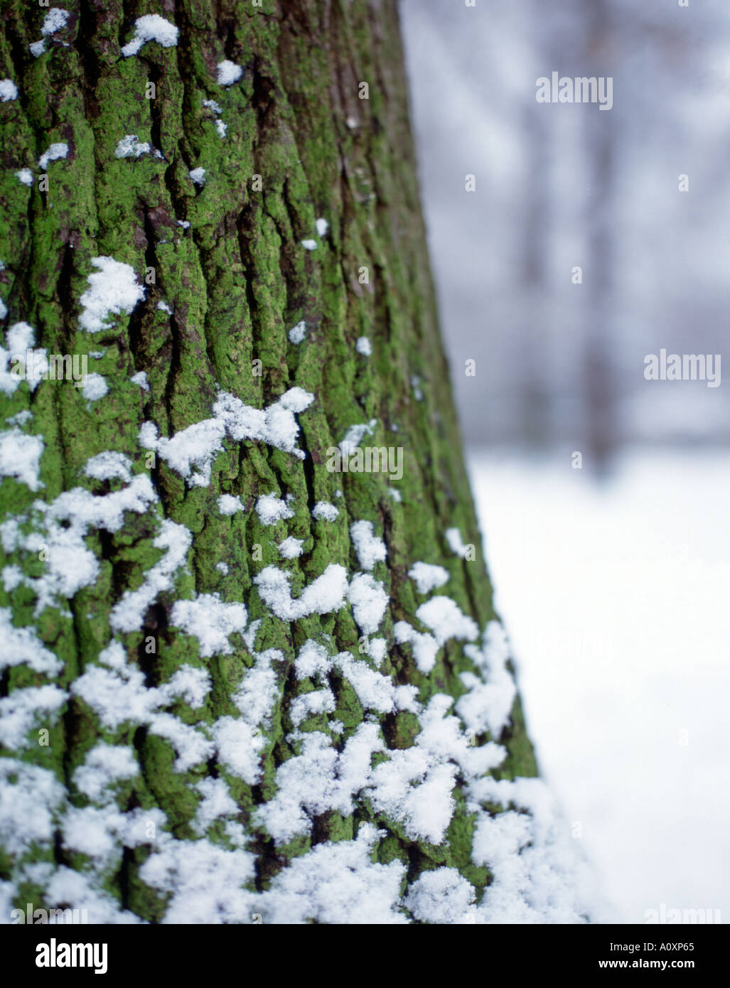 English oak snow hi-res stock photography and images - Alamy